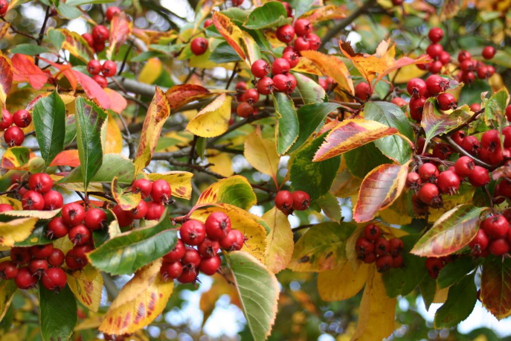 Crataegus x persimilis ’Splendens’ - Tönnersjö Plantskola