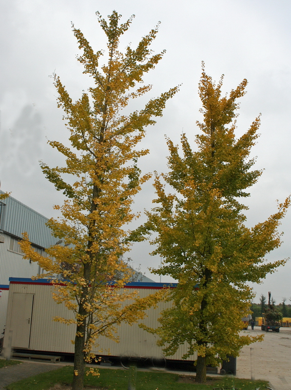 Ginkgo biloba ’Fastigiata’ - Tönnersjö Plantskola