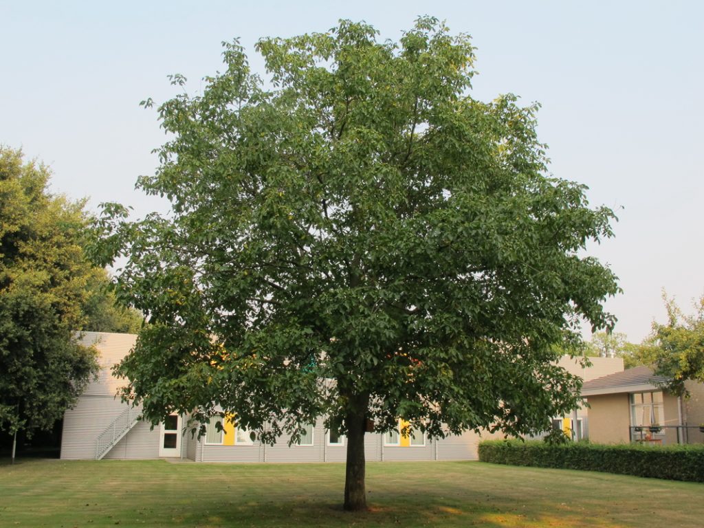 Juglans regia - Tönnersjö Plantskola