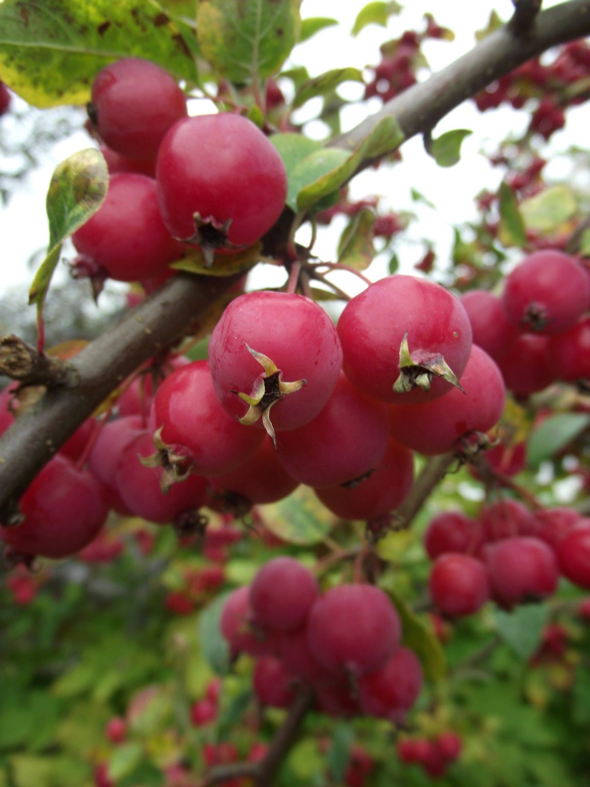 Malus ’Crittenden’ - Tönnersjö Plantskola