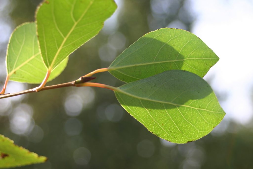 Populus simonii ’Fastigiata’ - Tönnersjö Plantskola