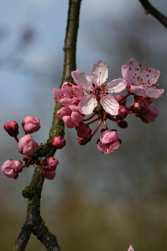 Prunus cerasifera ’Nigra’ - Tönnersjö Plantskola
