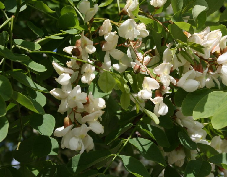 Robinia pseudoacacia ’Bessoniana’ - Tönnersjö Plantskola