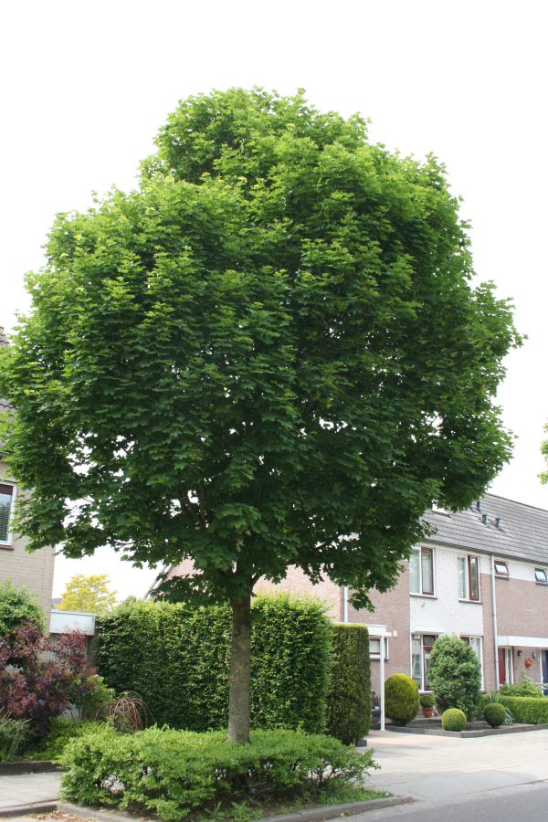 Acer platanoides ’Cleveland’ - Tönnersjö Plantskola