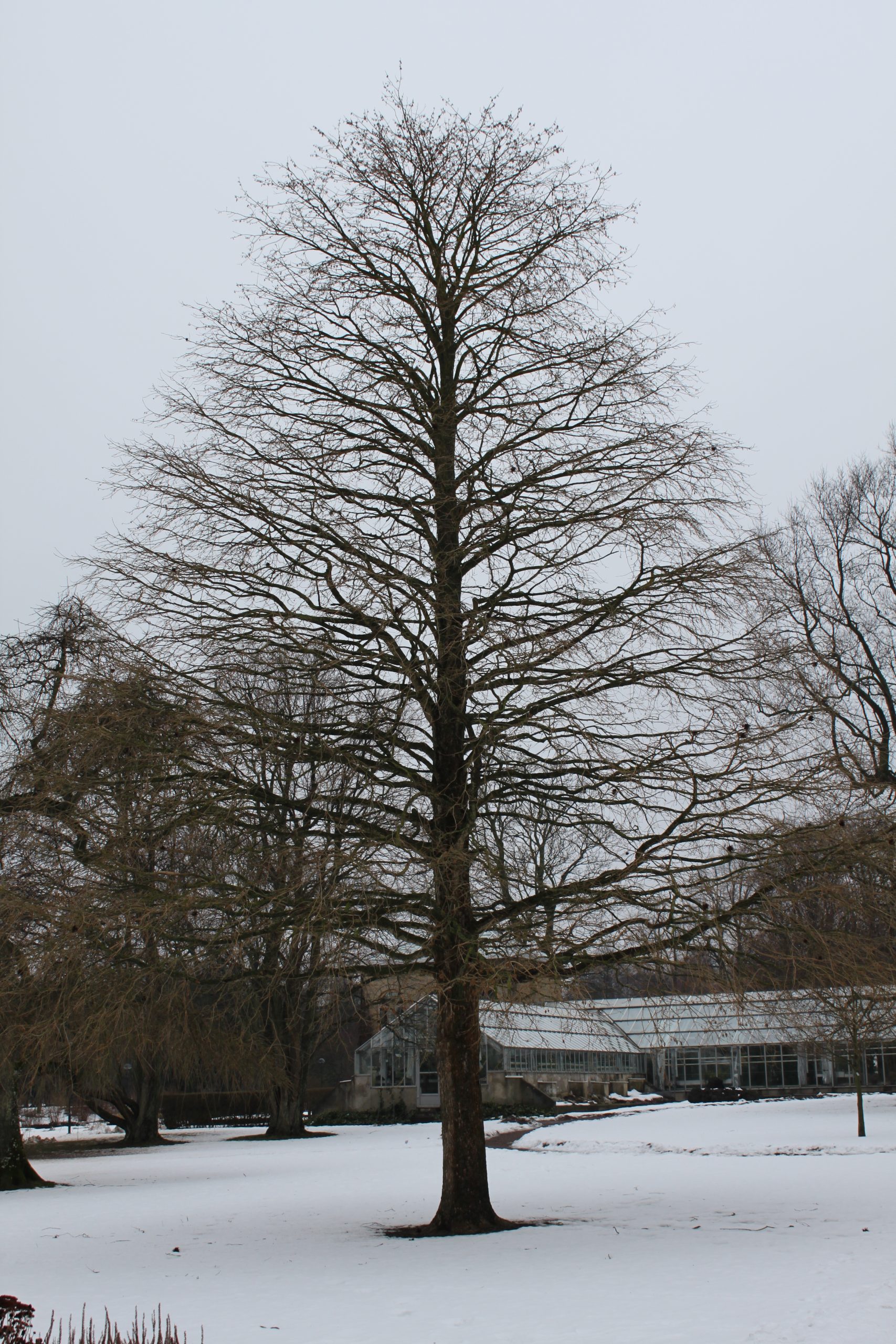Corylus colurna - Tönnersjö Plantskola