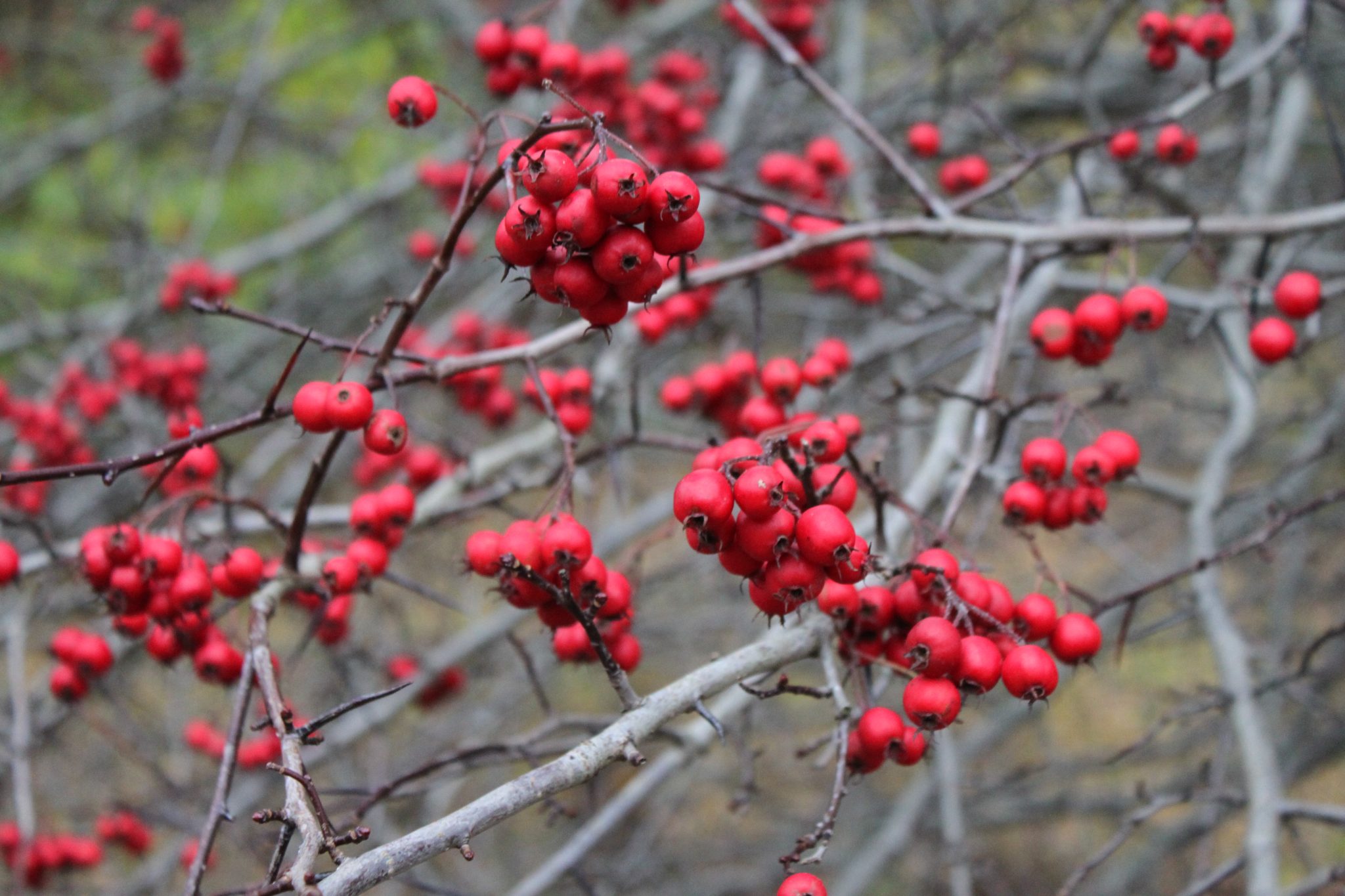 Crataegus x persimilis ’Splendens’ - Tönnersjö Plantskola