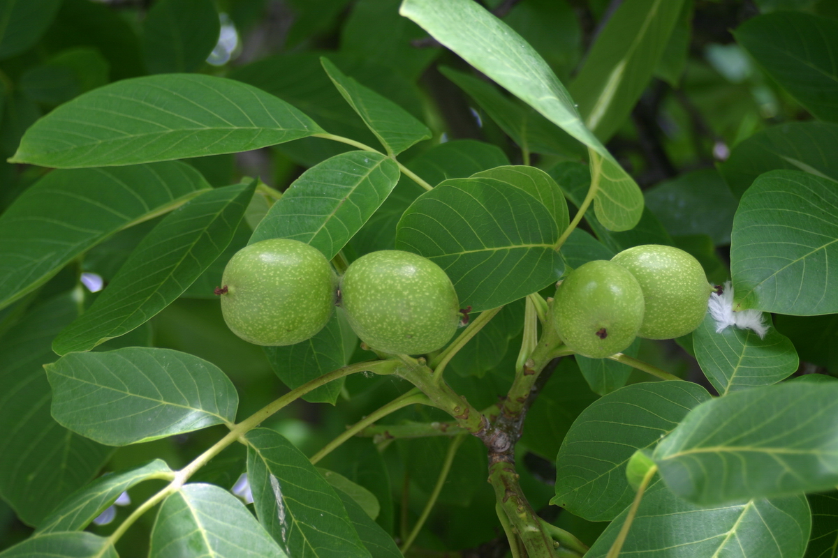 Juglans regia - Tönnersjö Plantskola