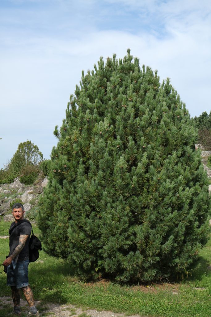 Pinus cembra - Tönnersjö Plantskola