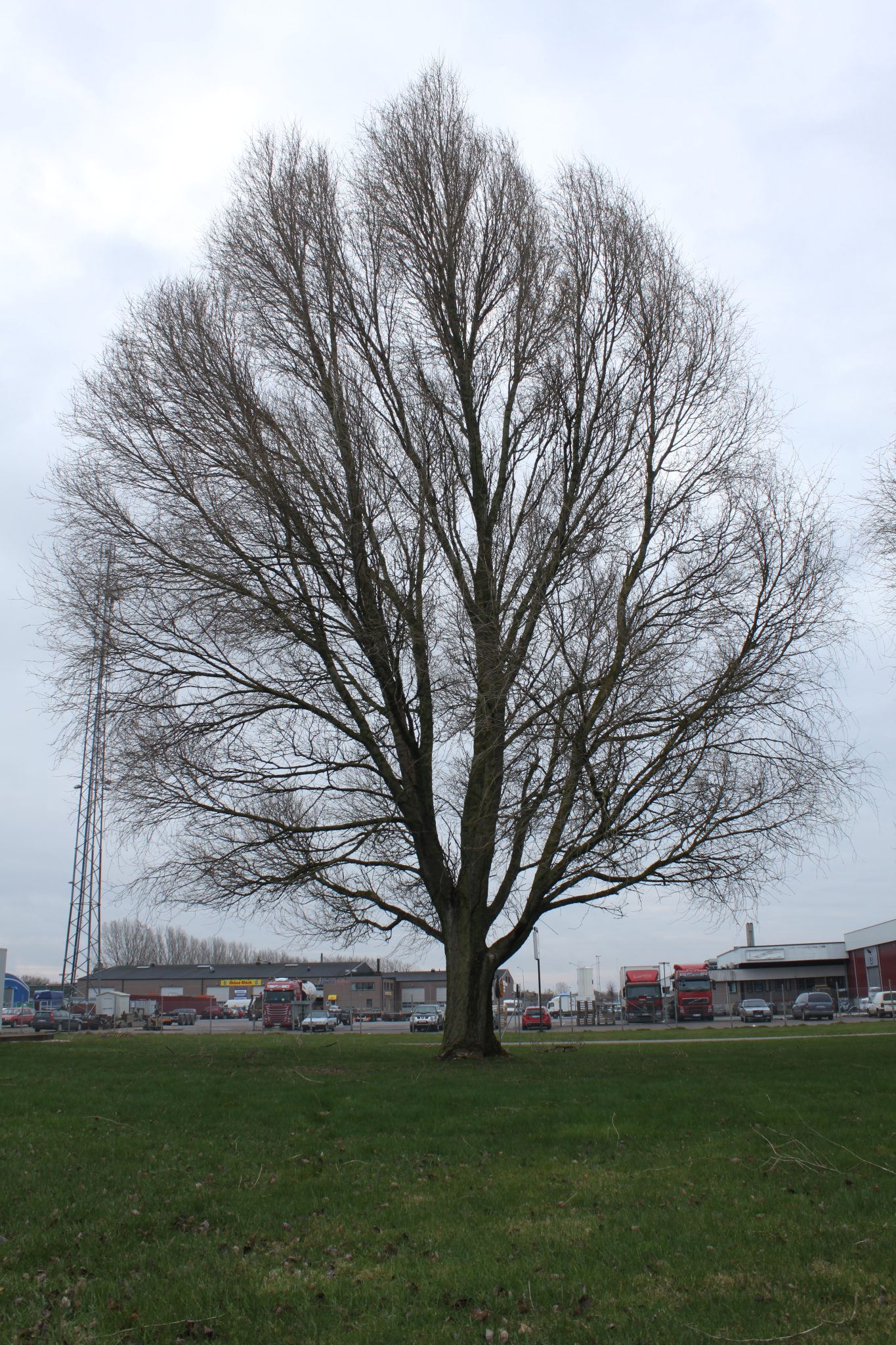 Populus simonii ’Fastigiata’ - Tönnersjö Plantskola