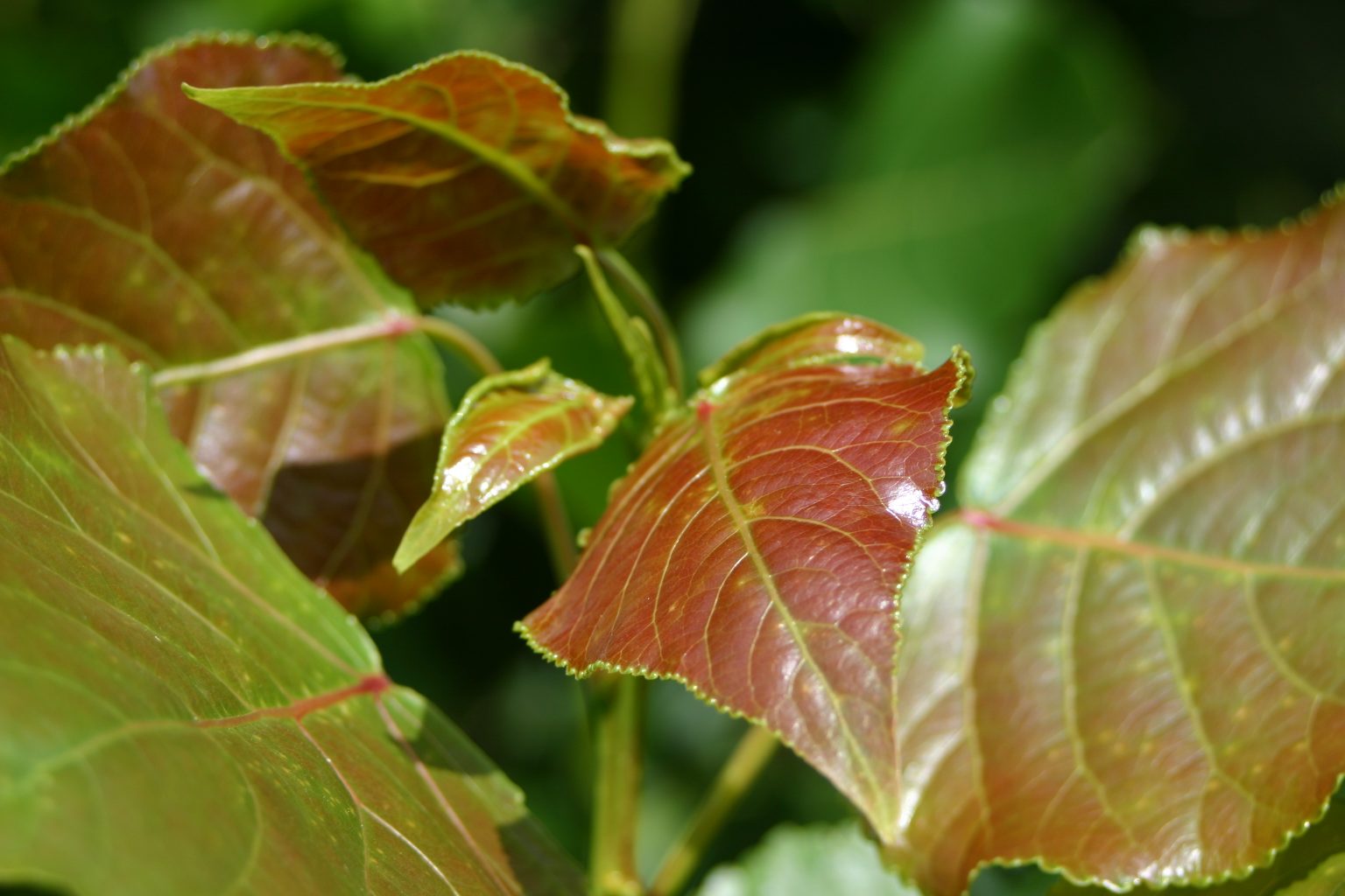 Populus x canadensis ’Robusta’ - Tönnersjö Plantskola