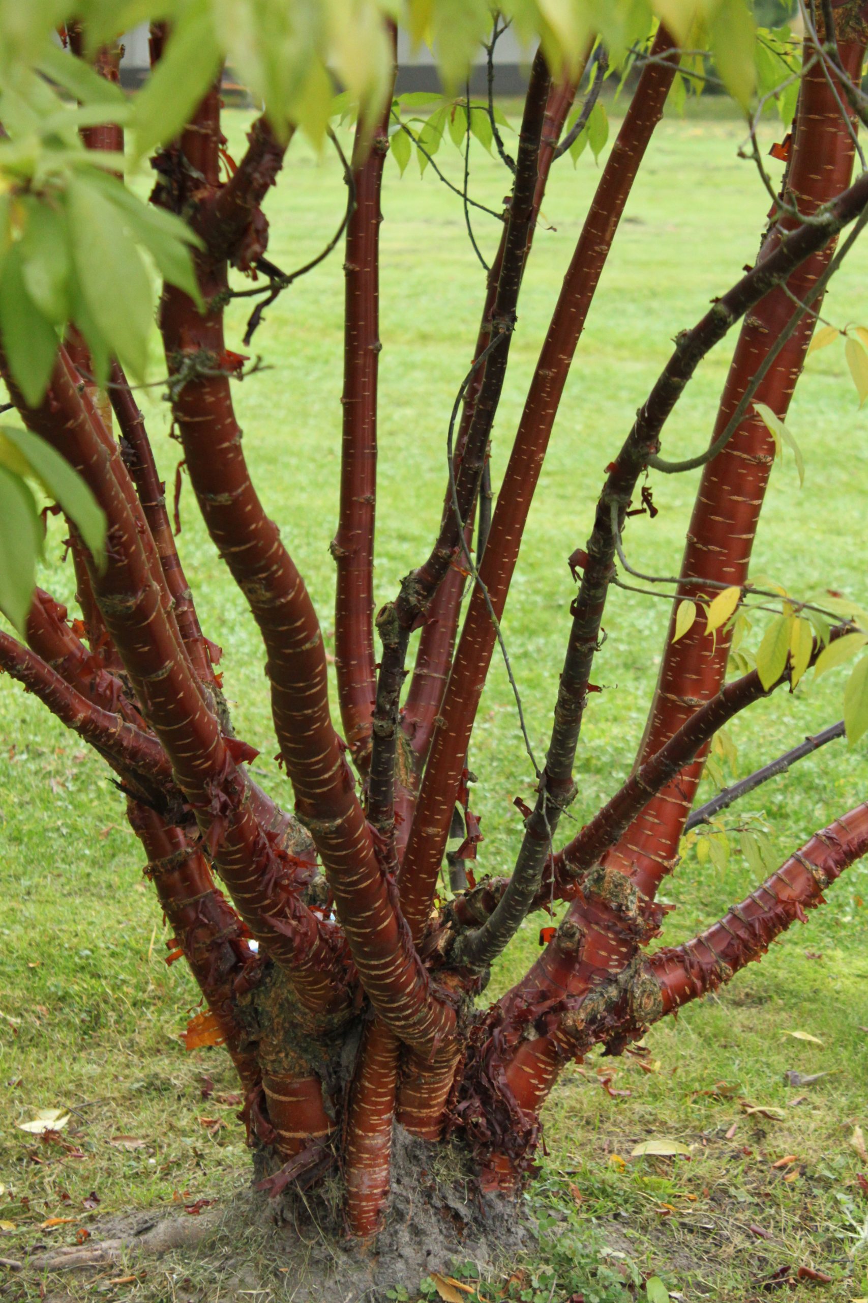 Prunus serrula - Tönnersjö Plantskola
