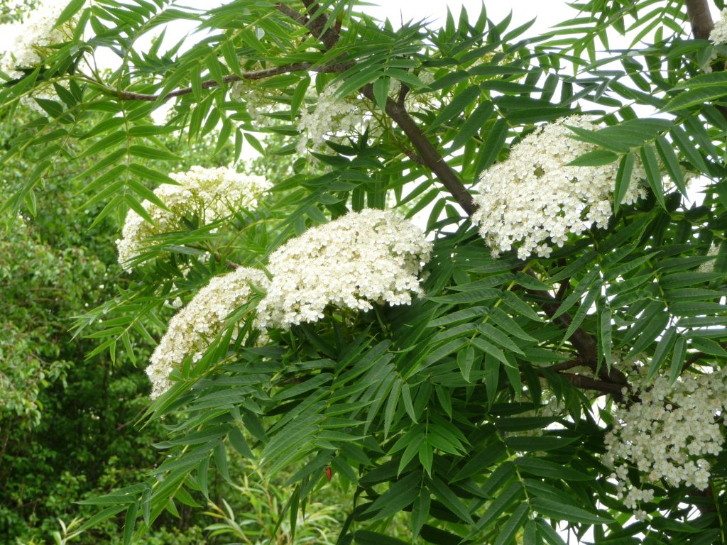 Sorbus ulleungensis ’Dodong’ E - Tönnersjö Plantskola