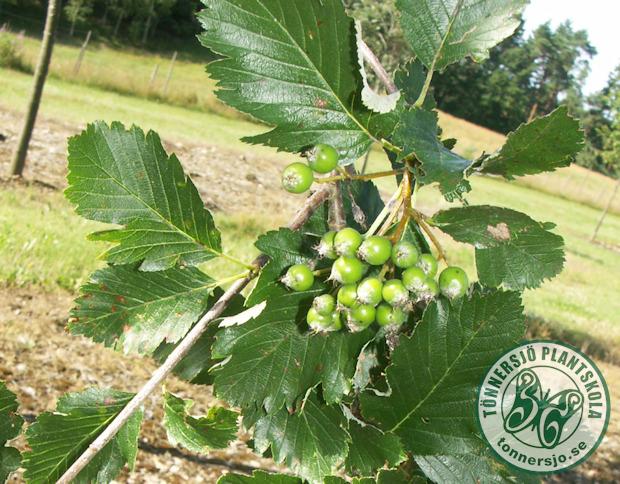 Sorbus austriaca fk Gottsunda E - Tönnersjö Plantskola