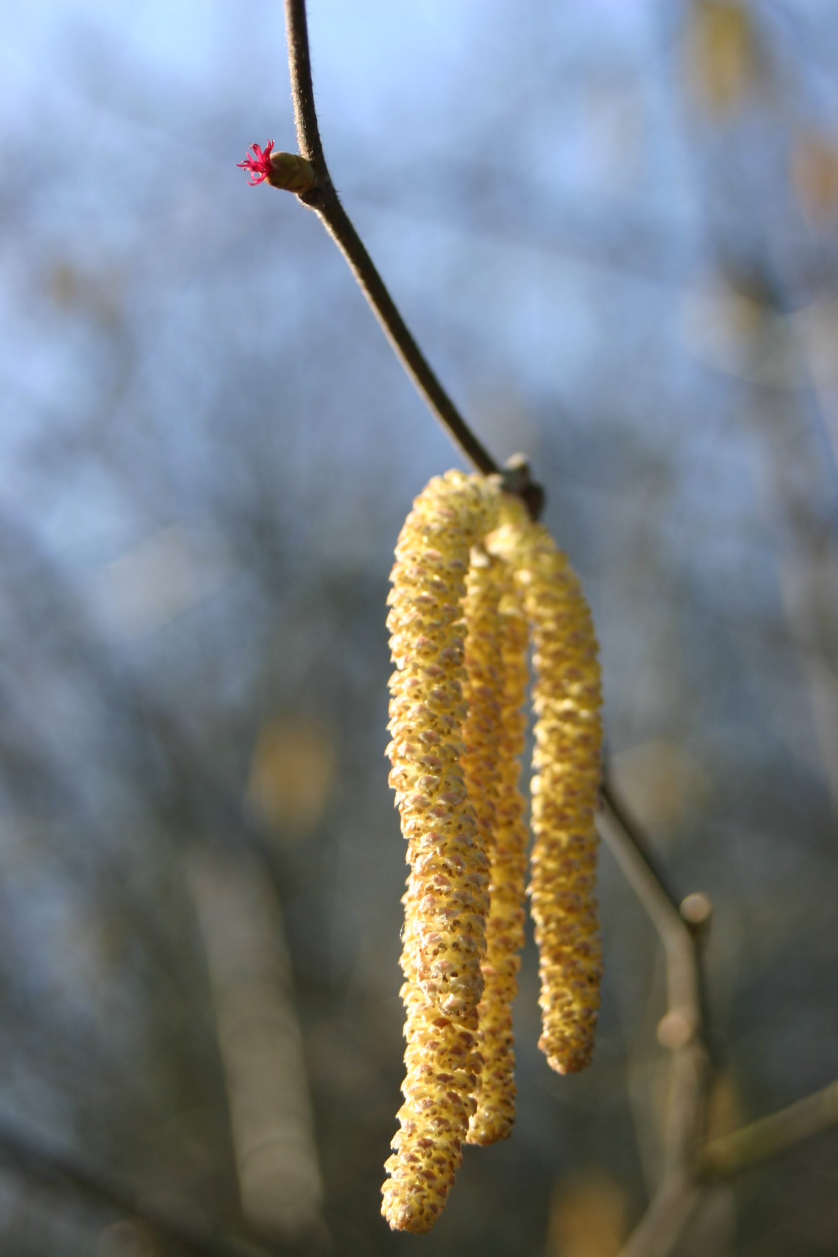 Corylus avellana fk Garpenberg E, fk Öglunda E - Tönnersjö Plantskola