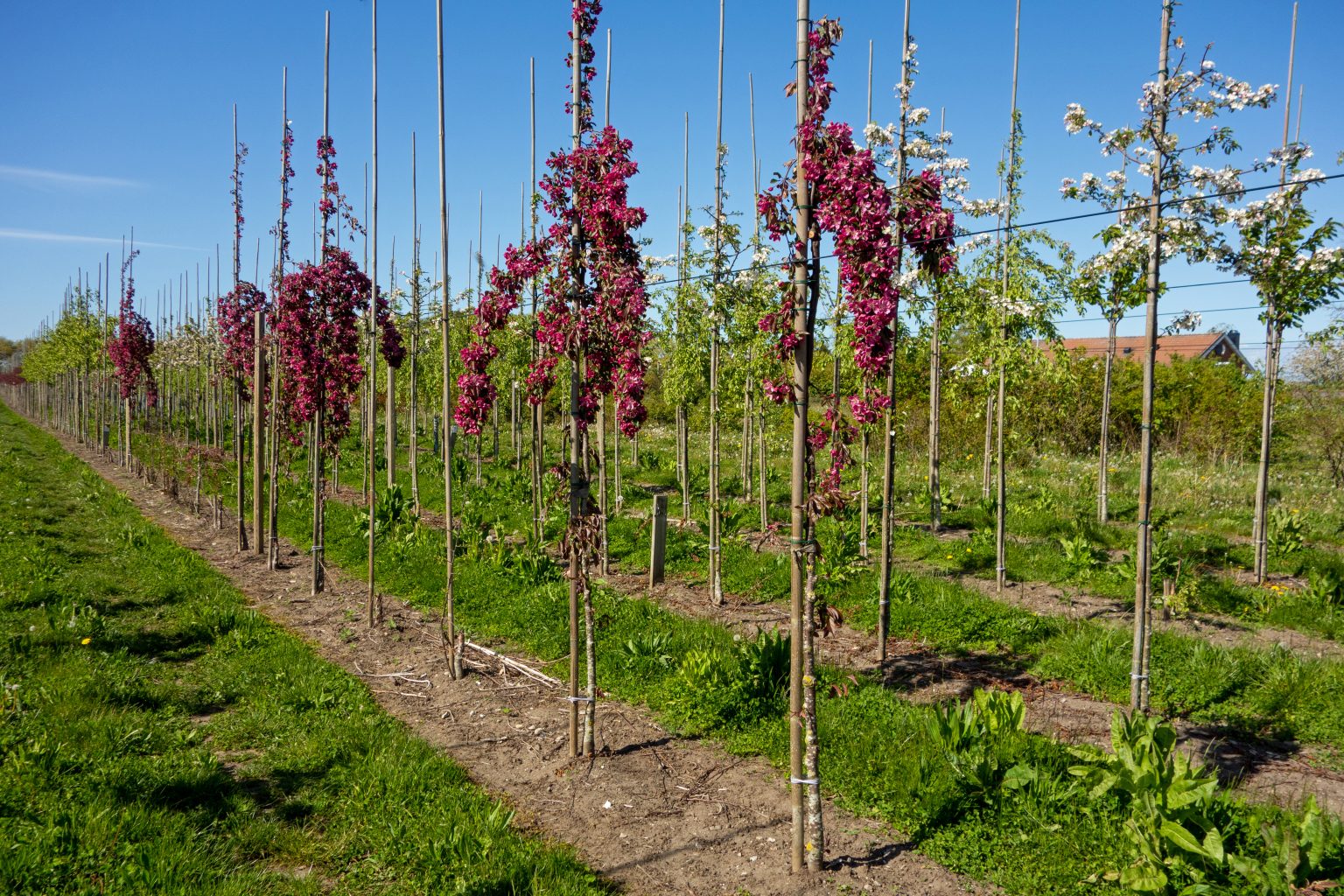 Malus Ruby Tears (Purpurapel-Gruppen) - Tönnersjö Plantskola