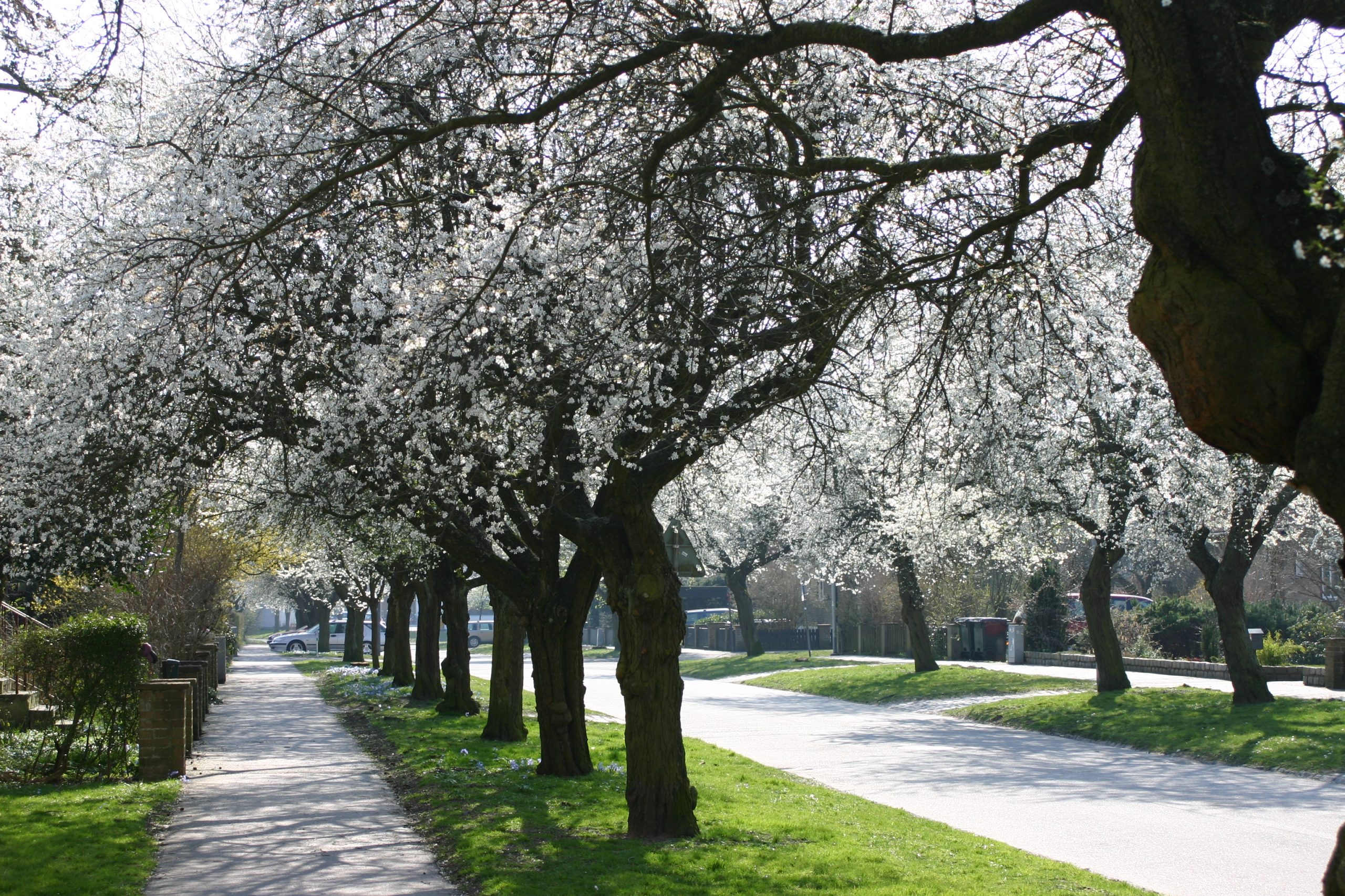 Prunus cerasifera fk Cecilia E - Tönnersjö Plantskola
