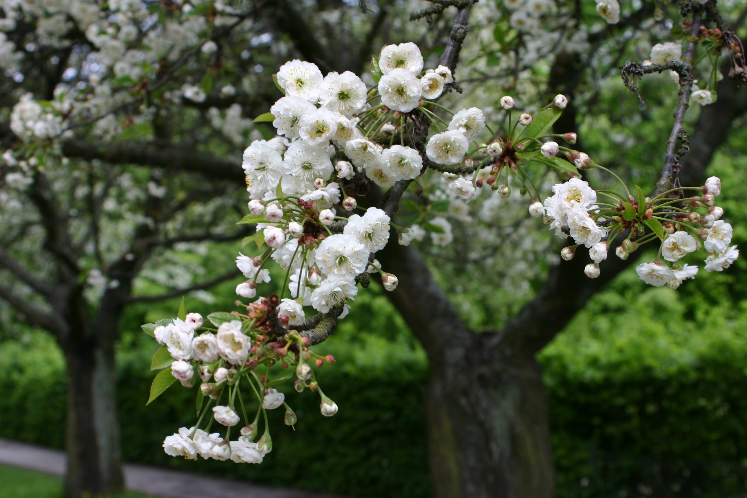 Prunus cerasus ’Rhexii’ - Tönnersjö Plantskola