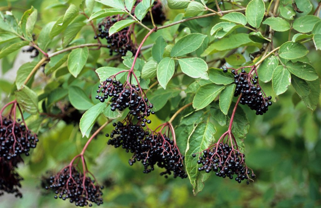 Sambucus nigra fk Bålsta E - Tönnersjö Plantskola