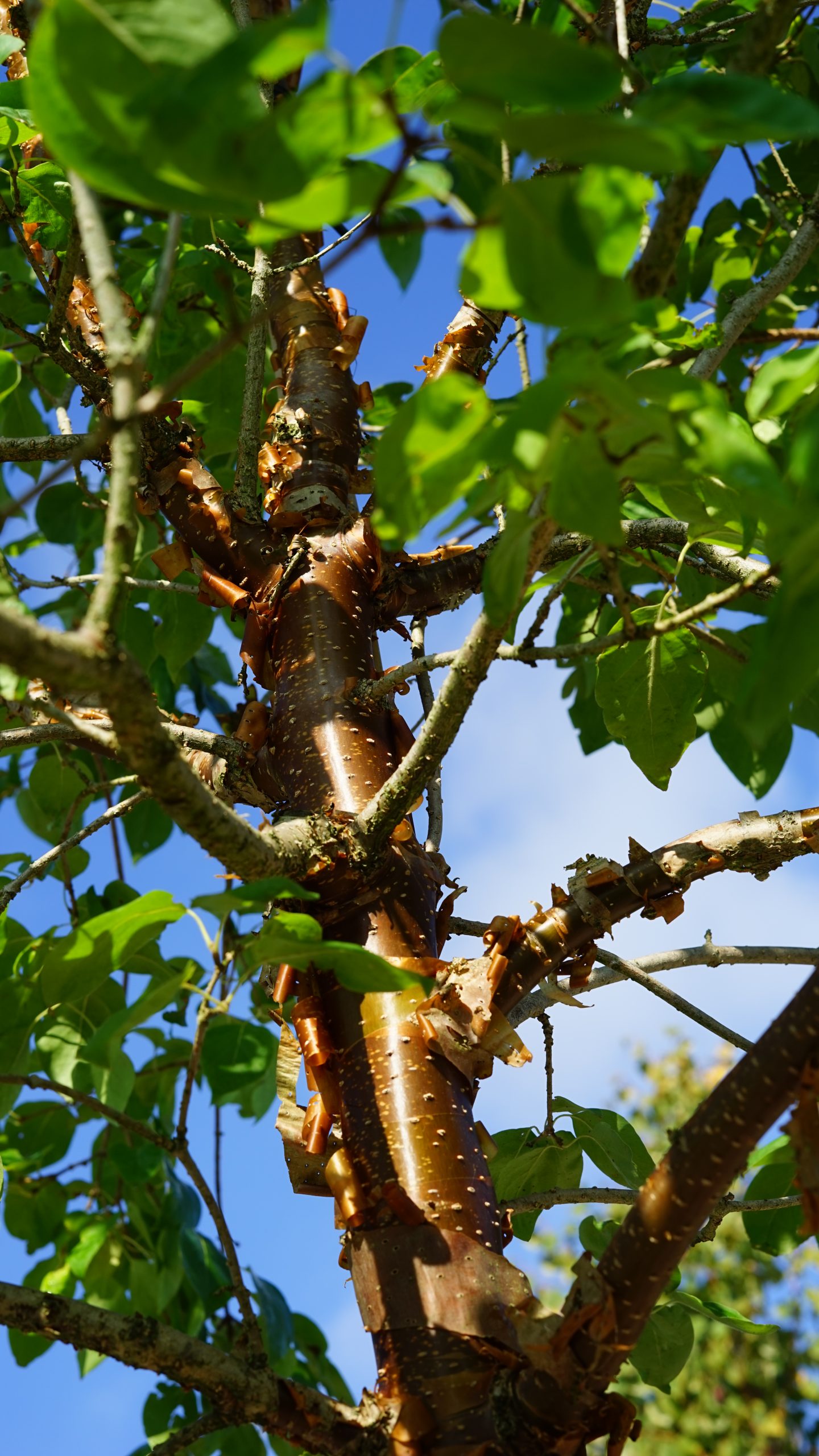 Syringa reticulata ssp. pekinensis China Snow - Tönnersjö Plantskola