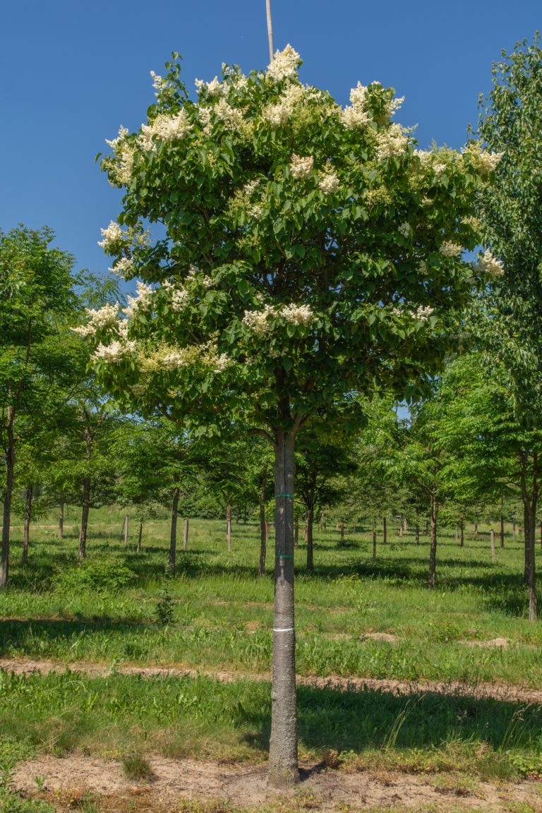 Syringa reticulata ’Ivory Silk’ - Tönnersjö Plantskola