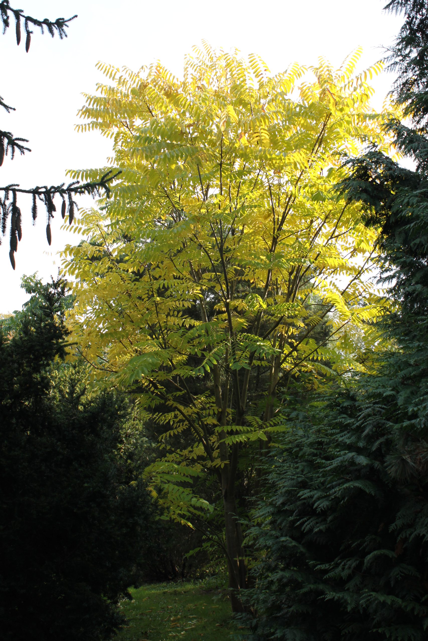 Toona sinensis - Tönnersjö Plantskola